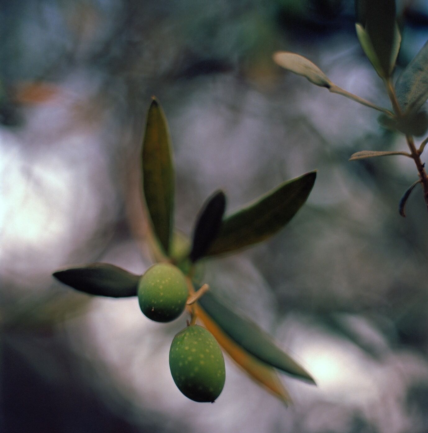 Seven Species - Yaal Herman